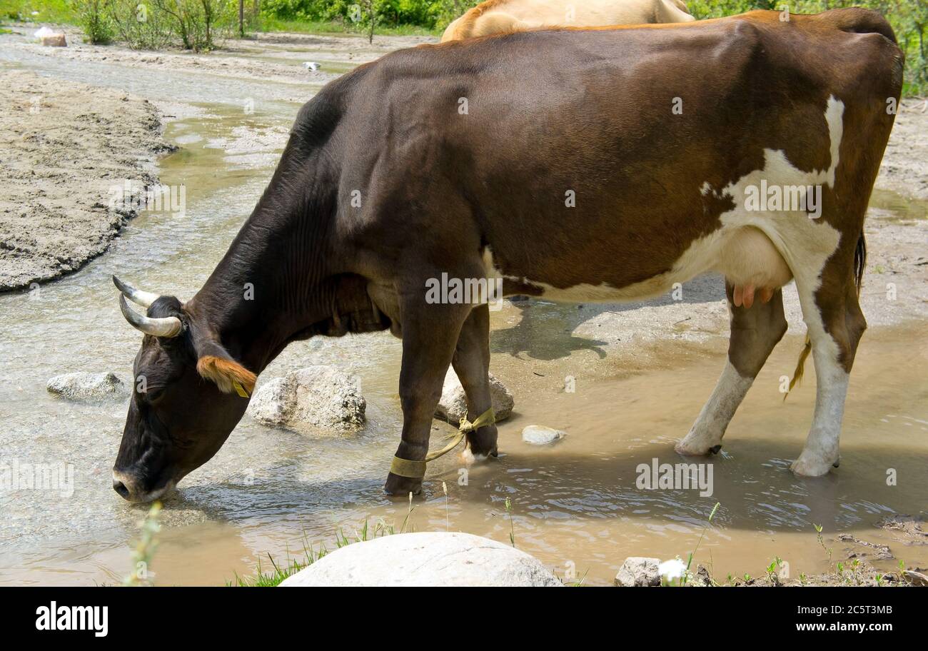 Brown dairy cow drinking from mountains river Stock Photo - Alamy