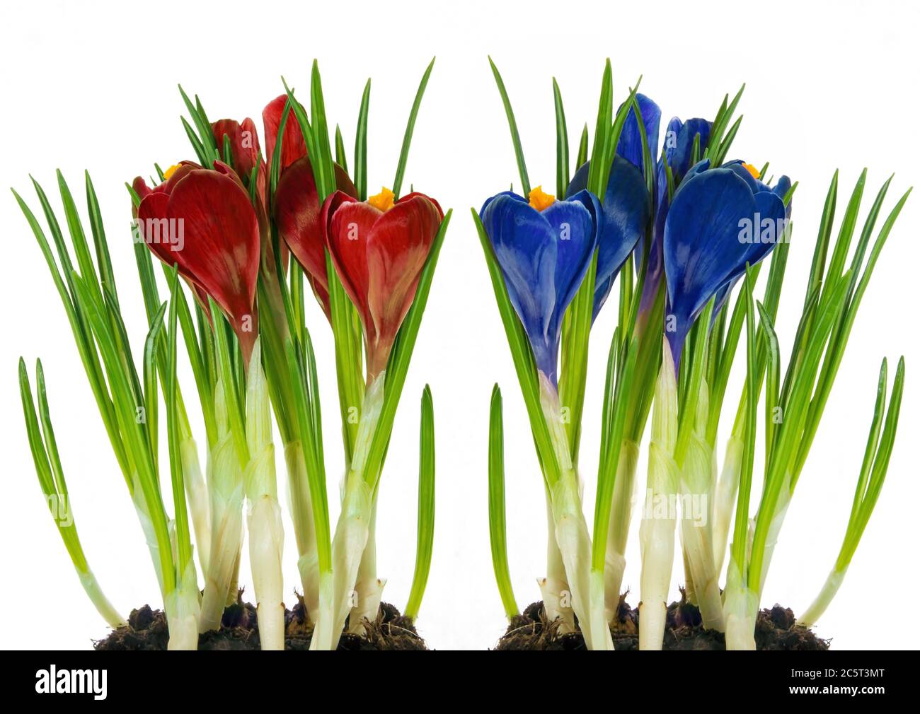 Red and blue crocus flowers in the spring isolated on white background ...