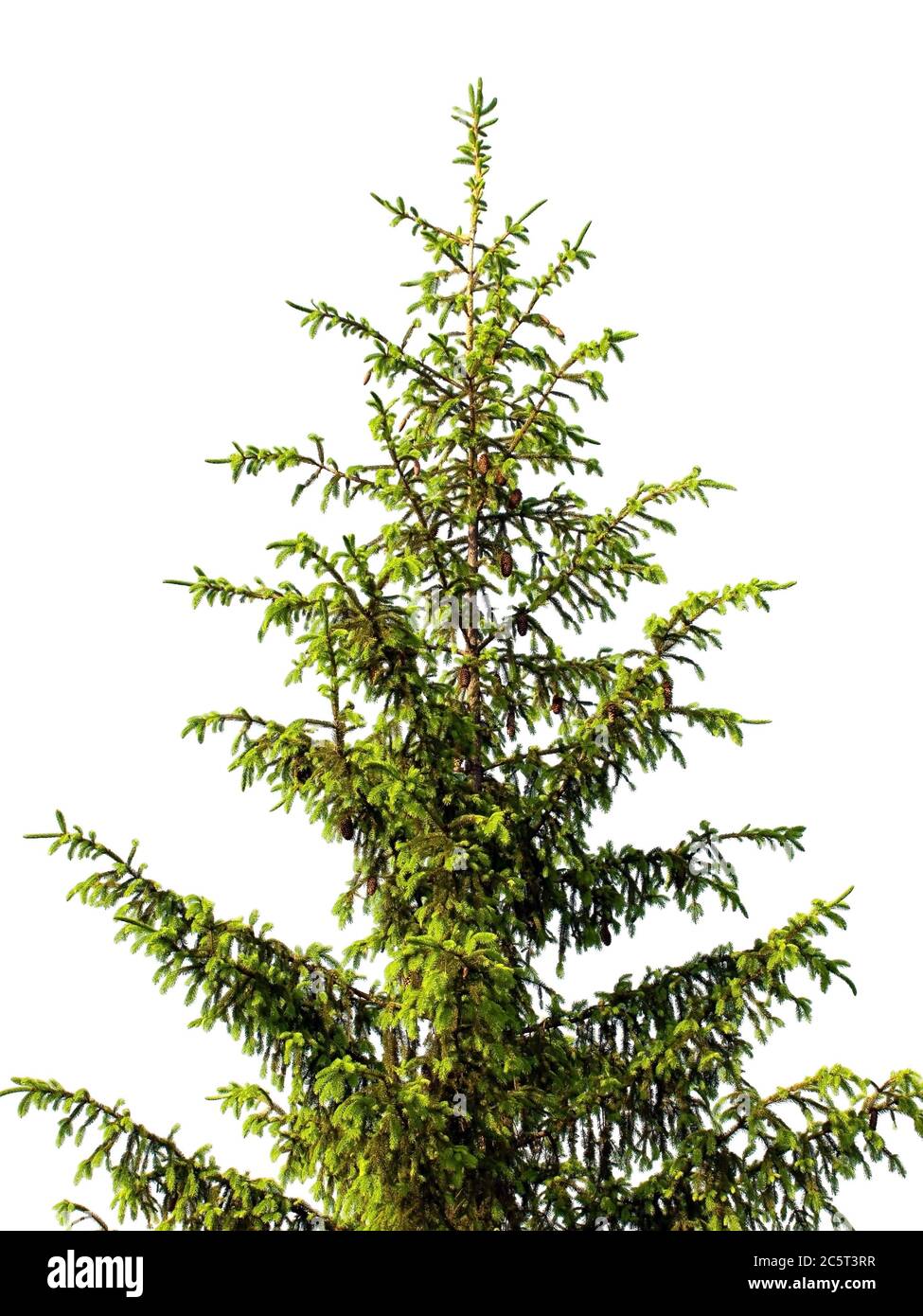 The Bare Christmas tree ready to decorate isolated on white background ...