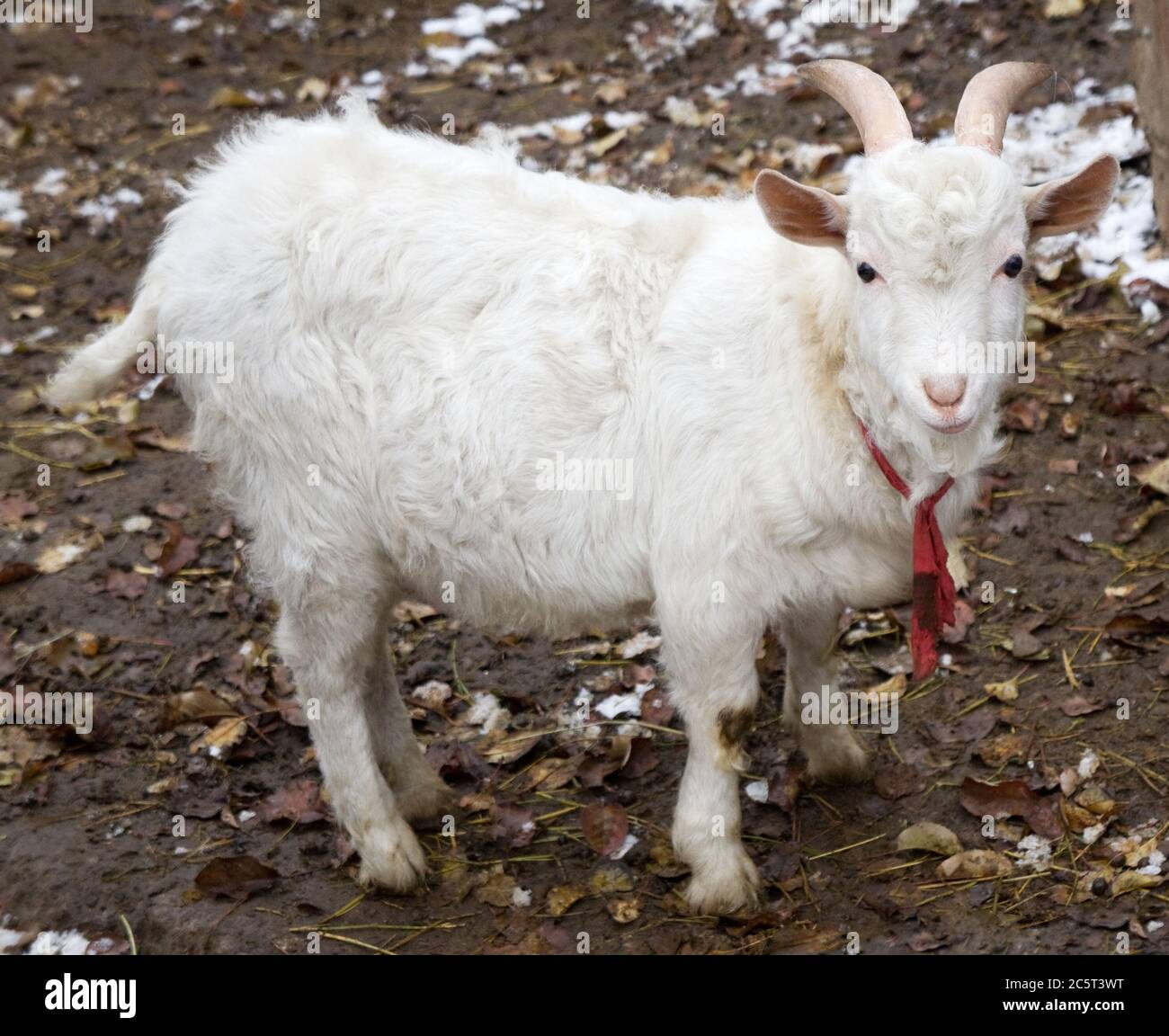 Farm animal - white goat standing up Stock Photo - Alamy