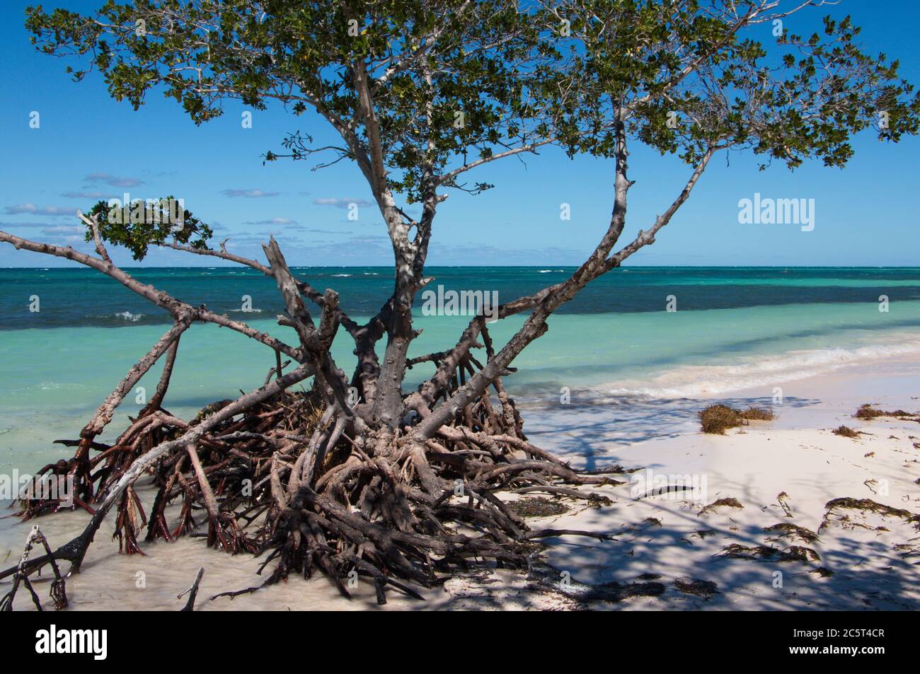 Jutia cuba hi-res stock photography and images - Alamy