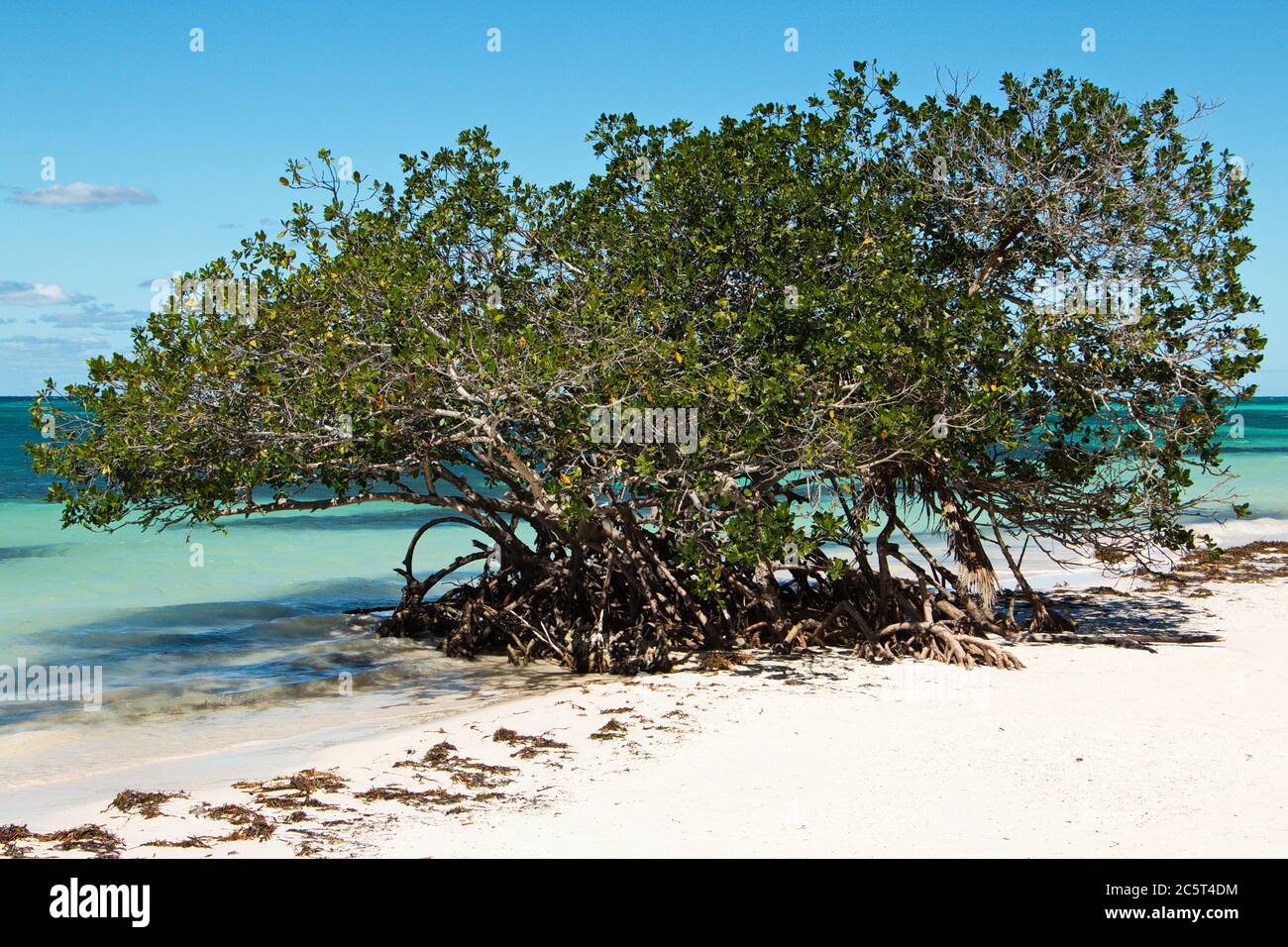 Trees on Cayo Jutia beach in Cuba,Caribbean,America Stock Photo - Alamy