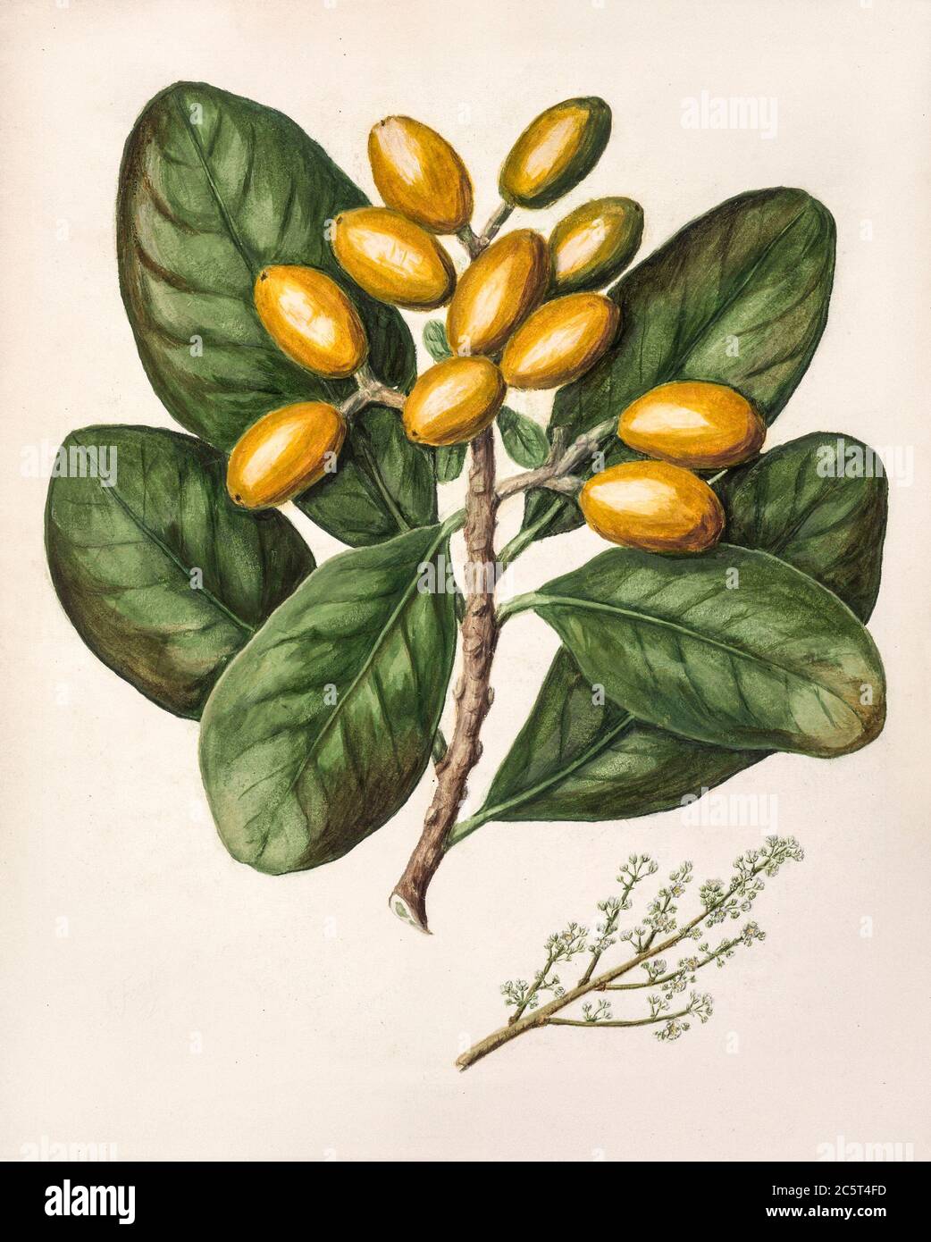 Karaka Tree High Resolution Stock Photography and Images - Alamy