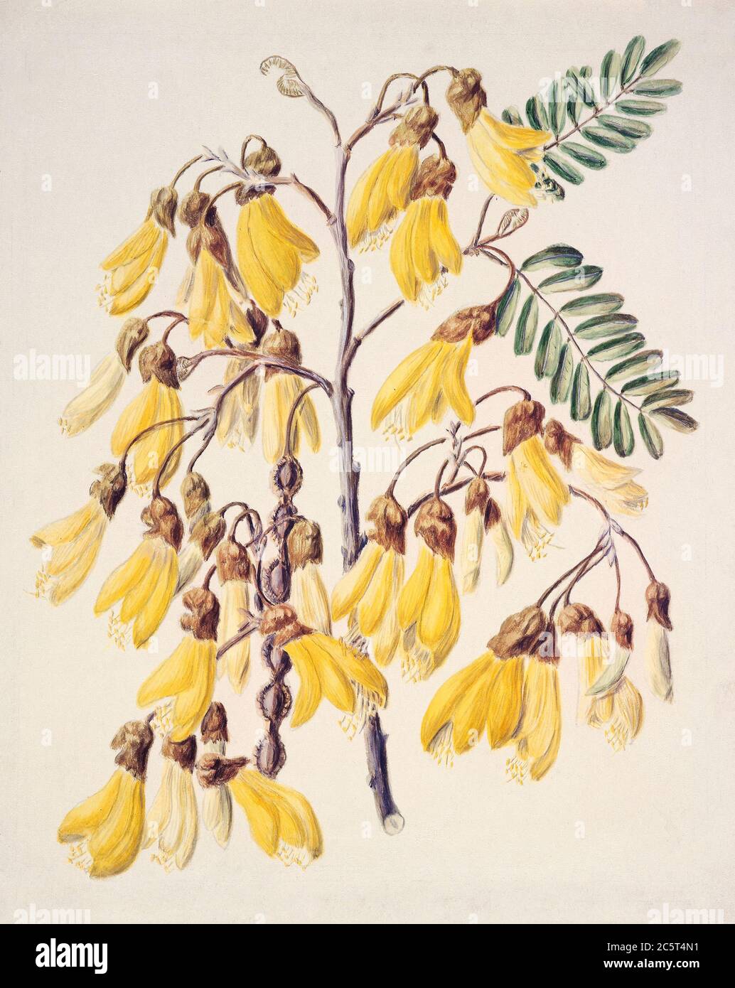 Kowhai illustration hi-res stock photography and images - Alamy