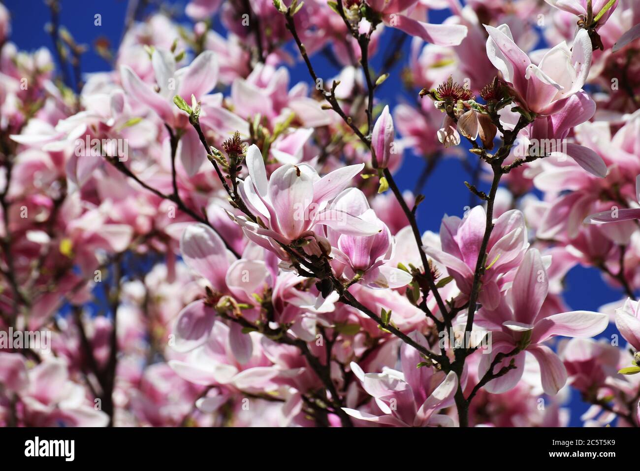 Magnolienbaum hi-res stock photography and images - Alamy