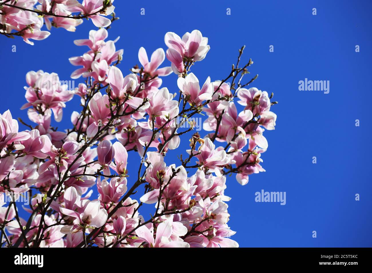Magnolienbaum hi-res stock photography and images - Alamy