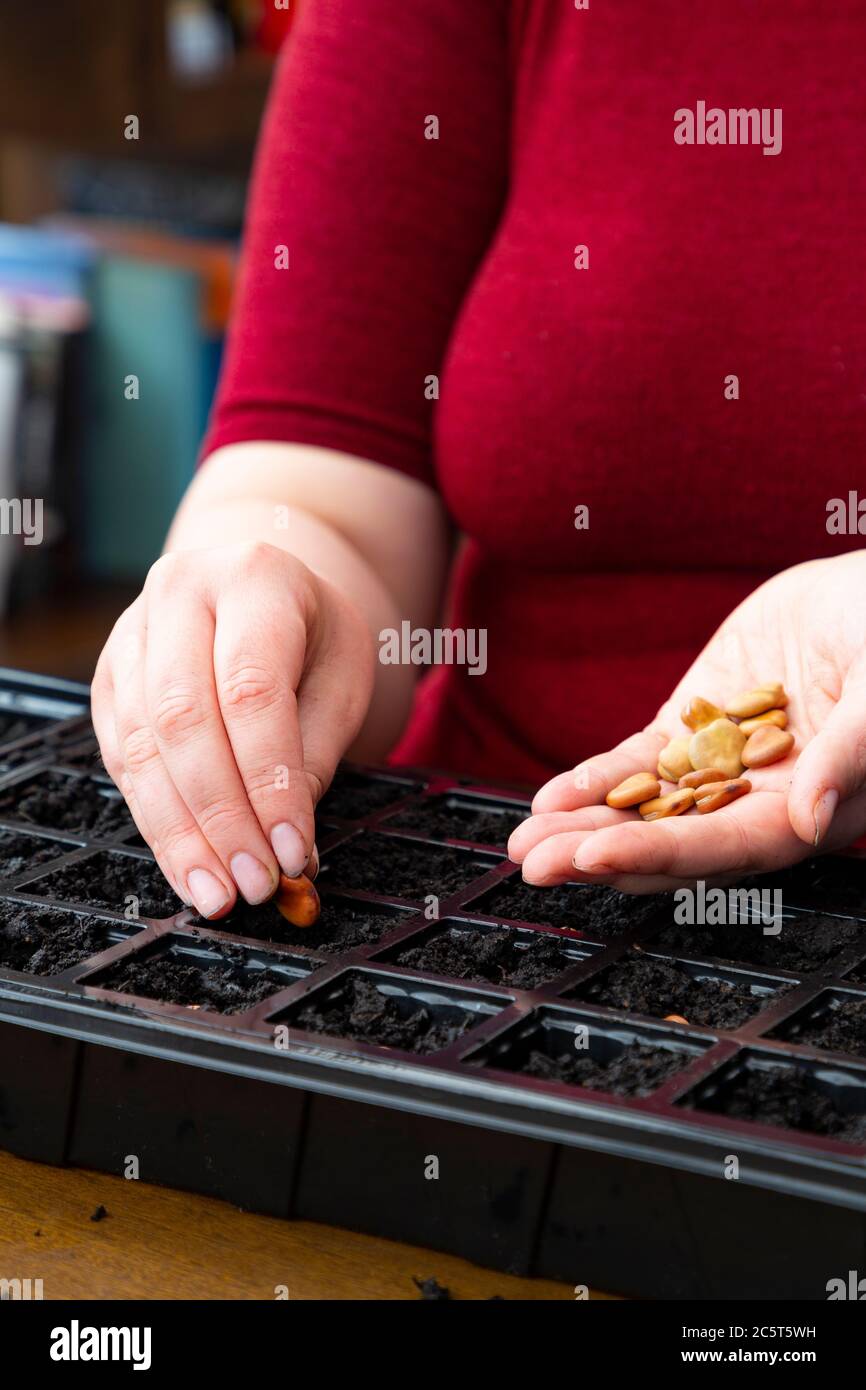 Bean sowing hi-res stock photography and images - Alamy