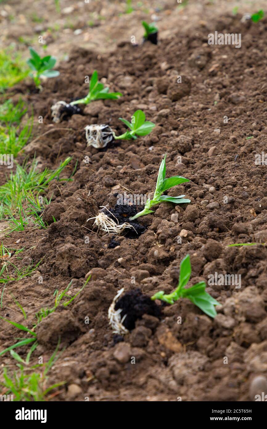 Broad Bean 'De Monica' plants in an allotment plot ready to be planted ...