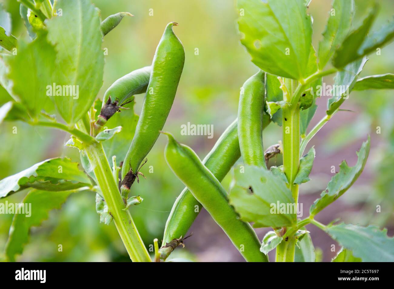 Fruit of Broad Bean 'De Monica' Stock Photo - Alamy