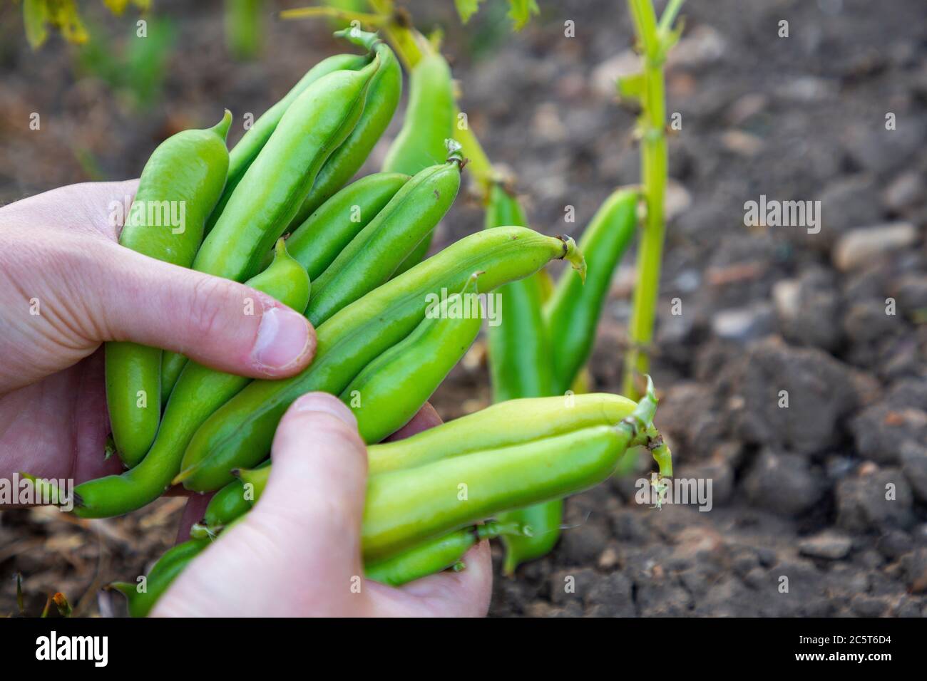 Holding a bunch of harvested Broad Bean 'De Monica' Stock Photo - Alamy