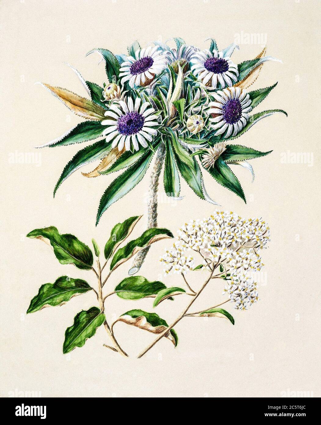 Mutton bird season hi-res stock photography and images - Alamy