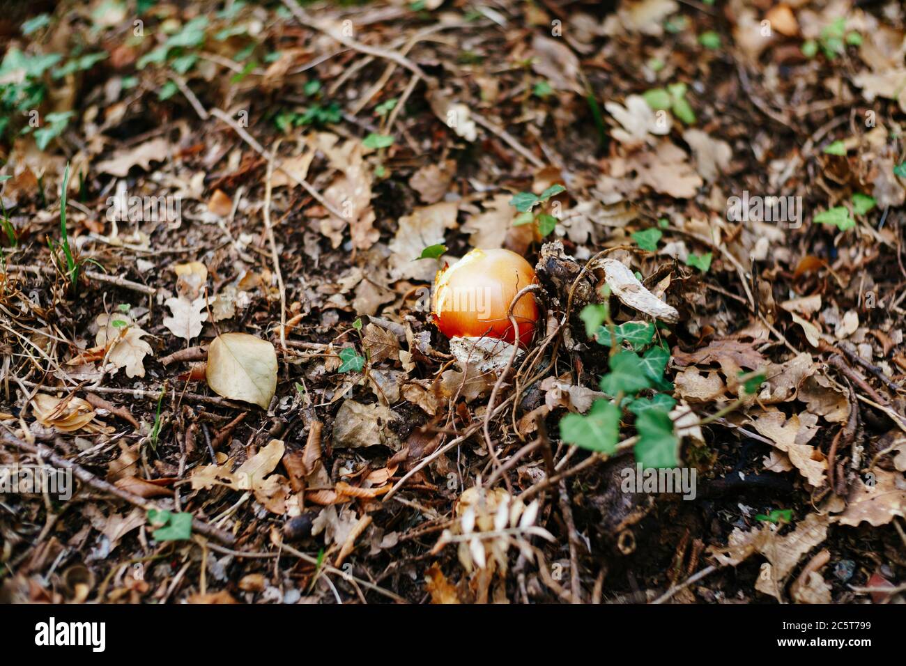 Caesar mushroom - Amanita caesarea in the grass in the autumn forest ...