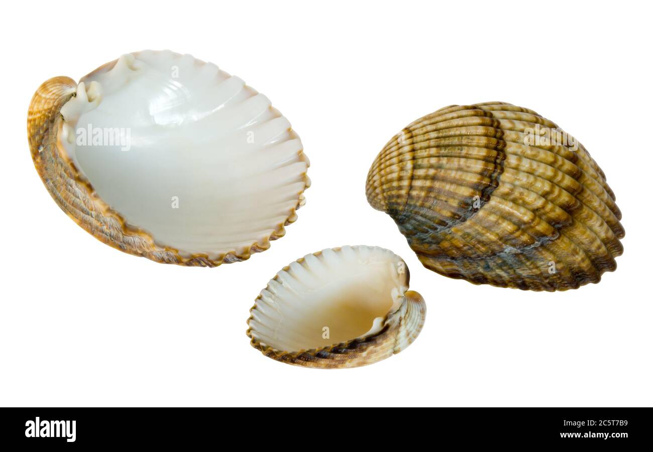 Sea shells isolated over white background. Clipping path Stock Photo ...