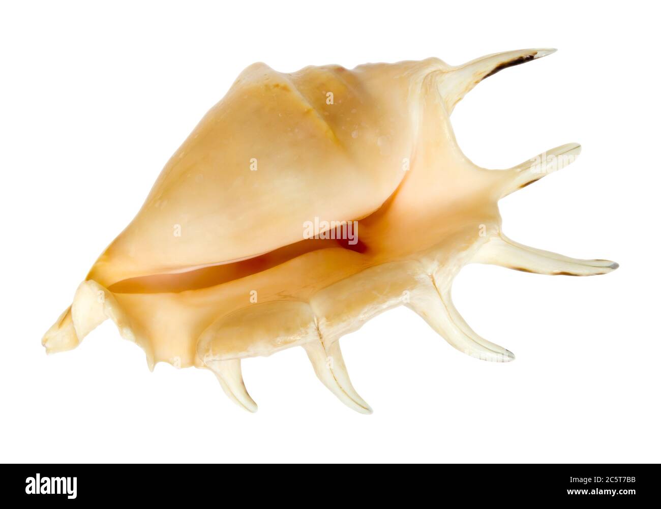 Sea shell isolated over white background. Clipping path Stock Photo - Alamy