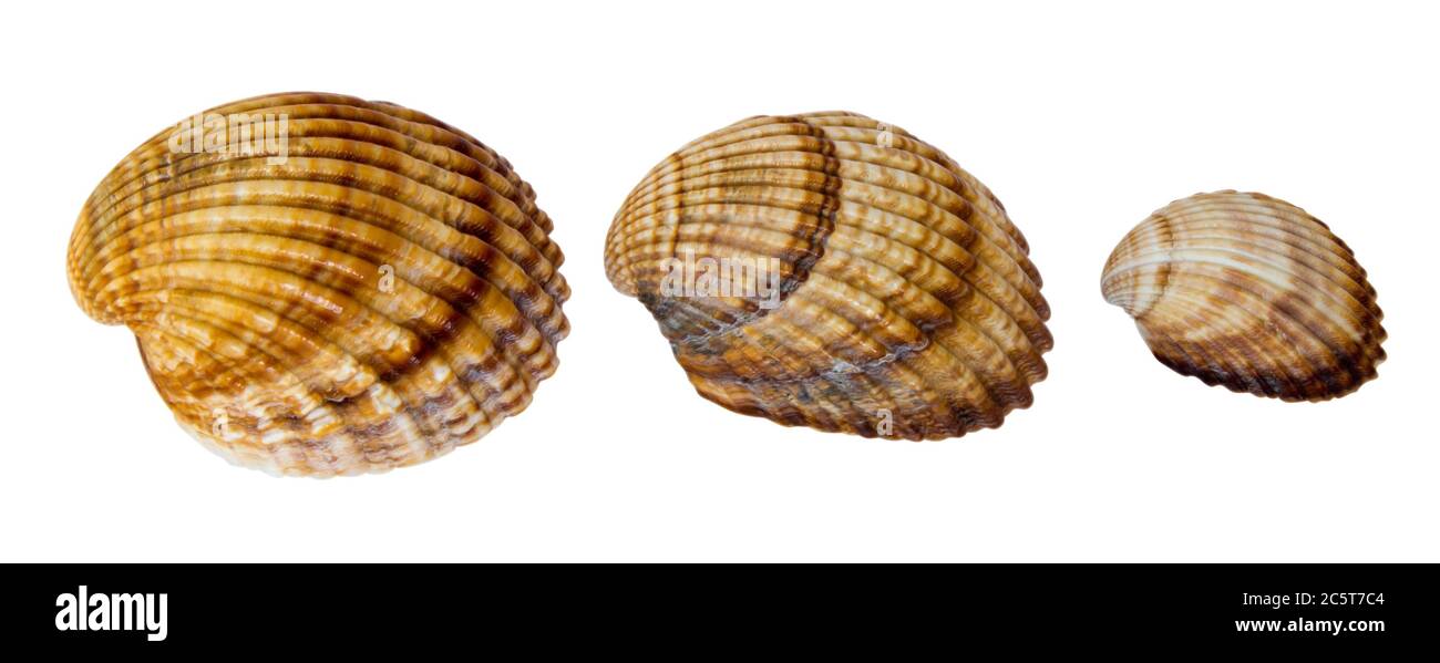 Sea shells isolated over white background. Clipping path Stock Photo ...