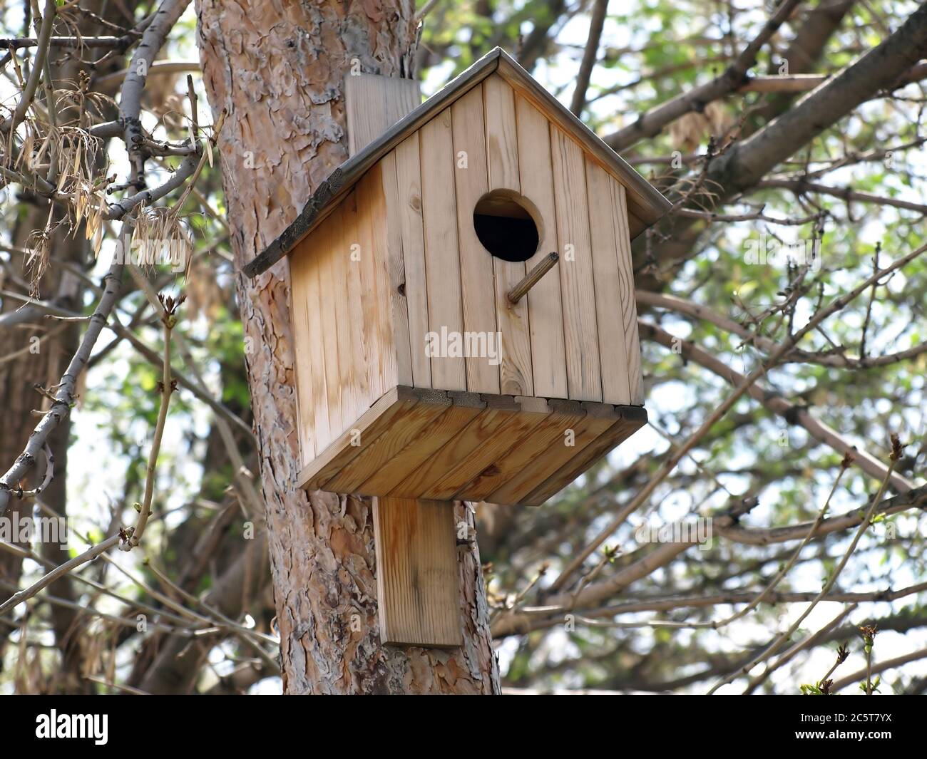 Wooden birdhouse on pine in spring forest. This image has been ...