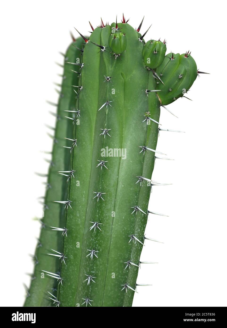 Big cactus isolated over white with clipping path Stock Photo - Alamy
