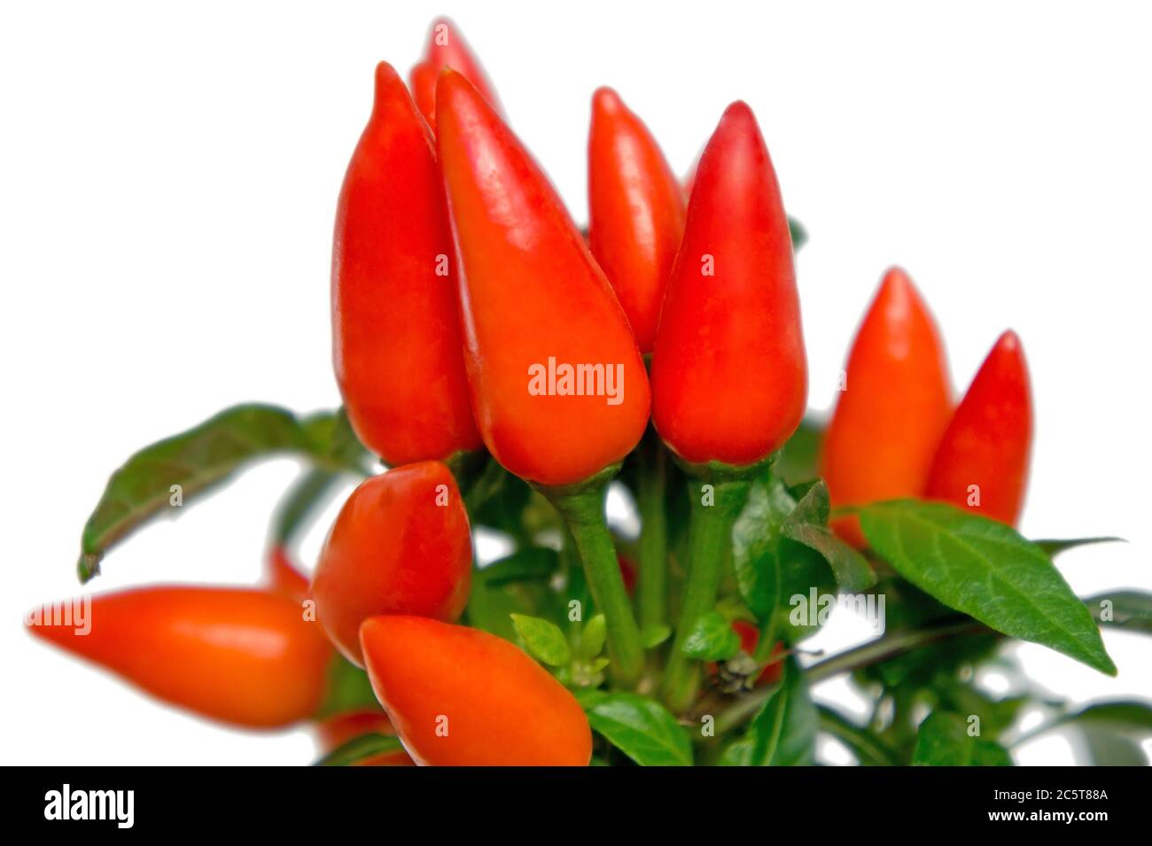 Red hot hawaiian chili hi-res stock photography and images - Alamy