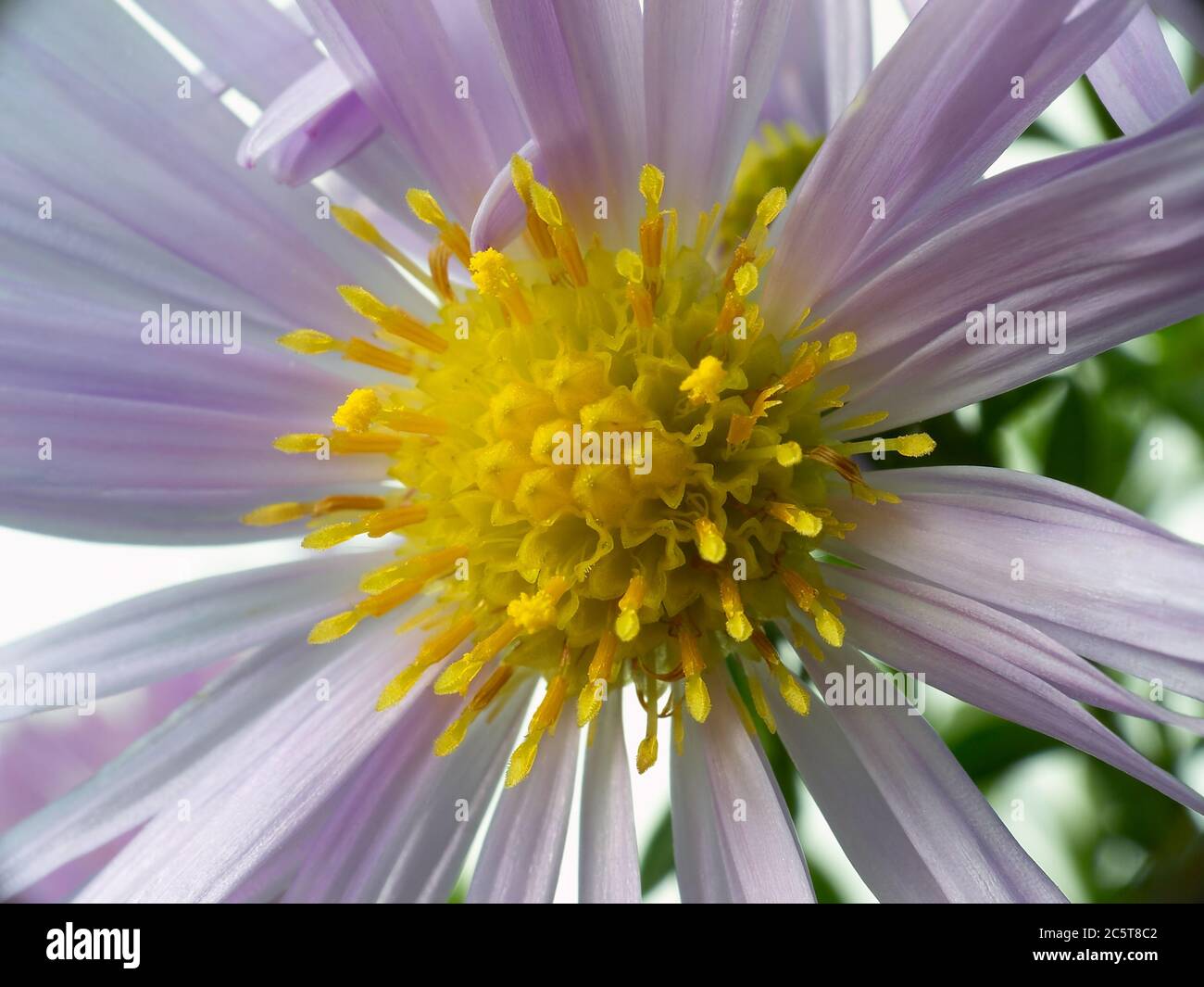 Close-up of violet flower with pistil and stamens Stock Photo - Alamy