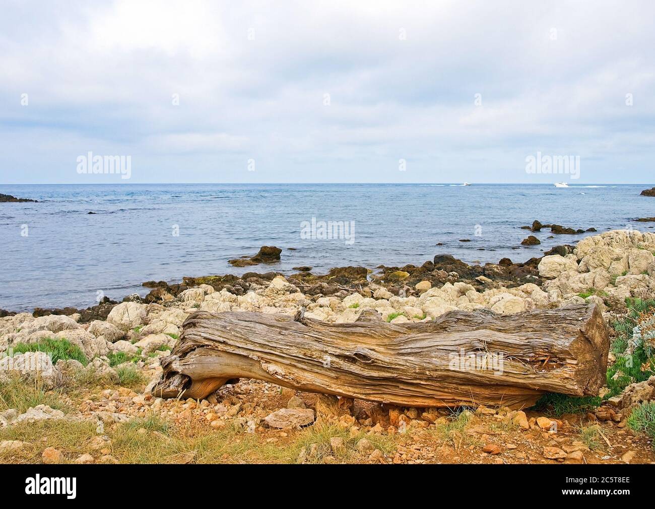 Old tree on a coast. French Riviera, Antibes, France Stock Photo - Alamy