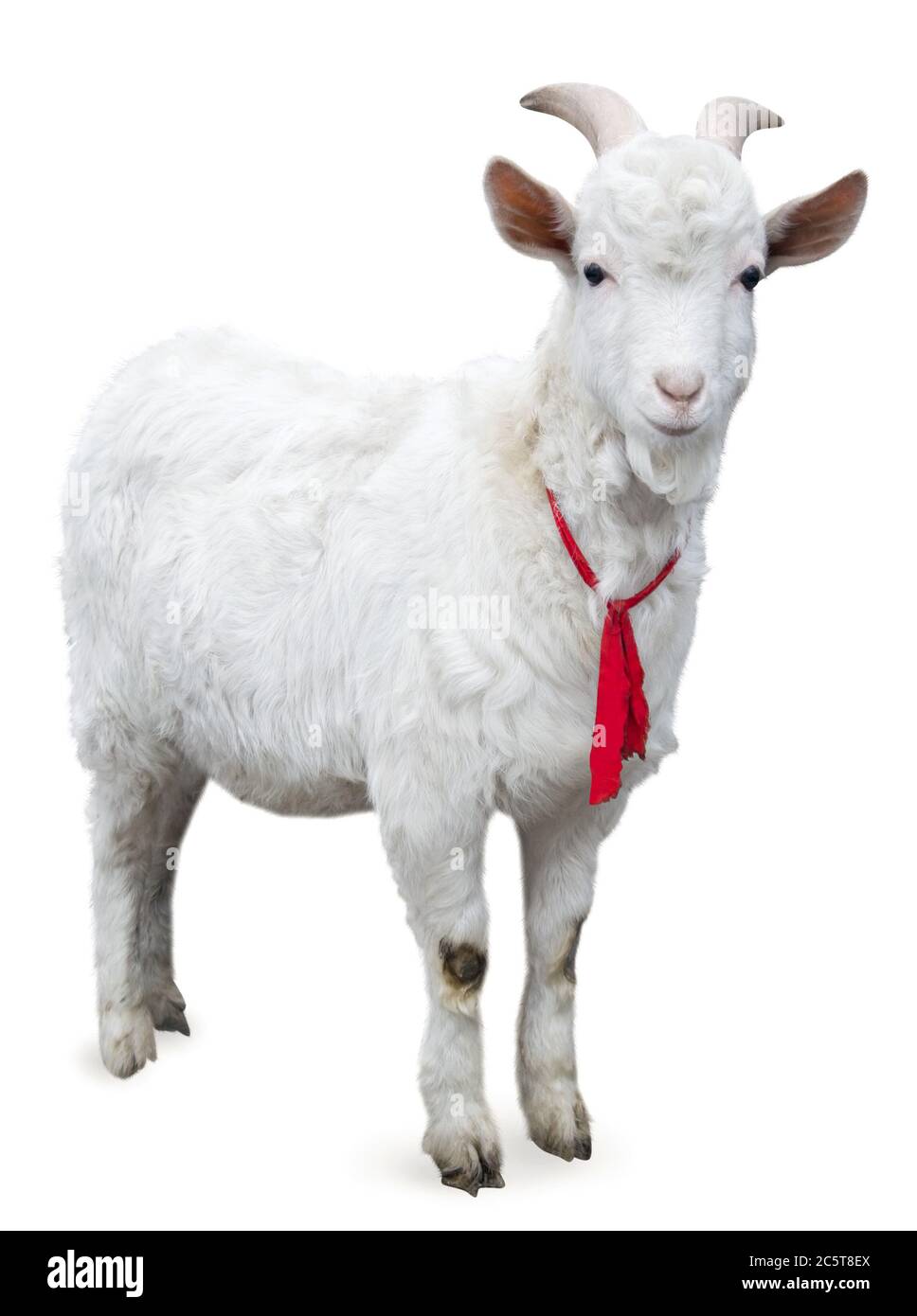 White goat standing up isolated on a white background Stock Photo - Alamy