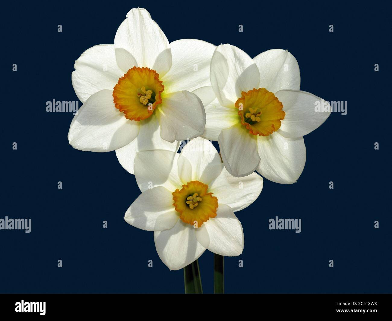 Yellow lent lily flowers isolated over dark-blue background Stock Photo ...