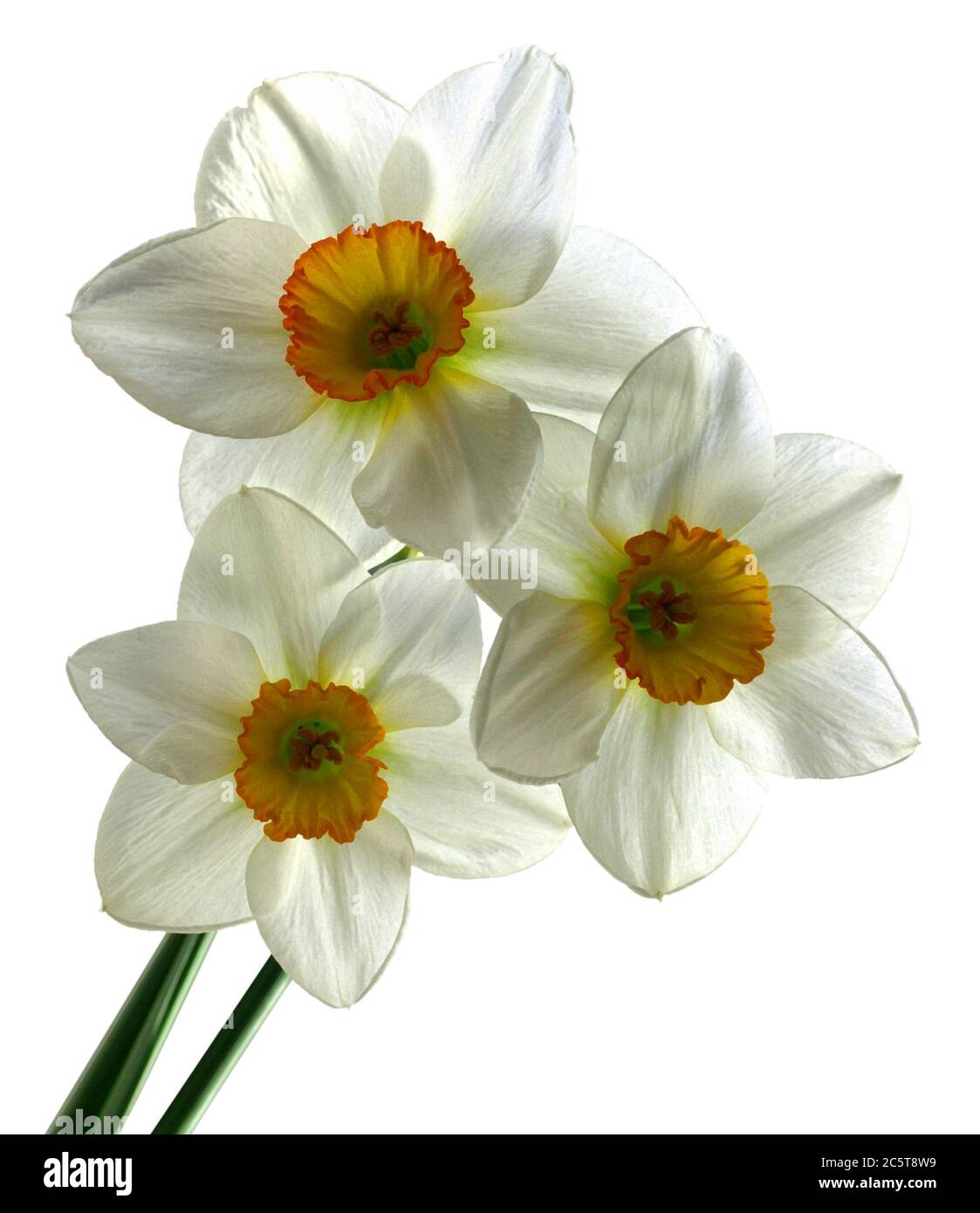 Yellow lent lily flowers isolated over white background Stock Photo - Alamy
