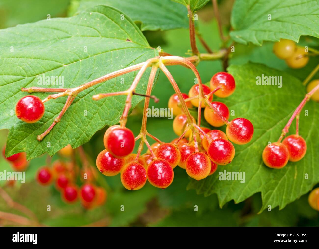 Arrow tree twig hi-res stock photography and images - Alamy