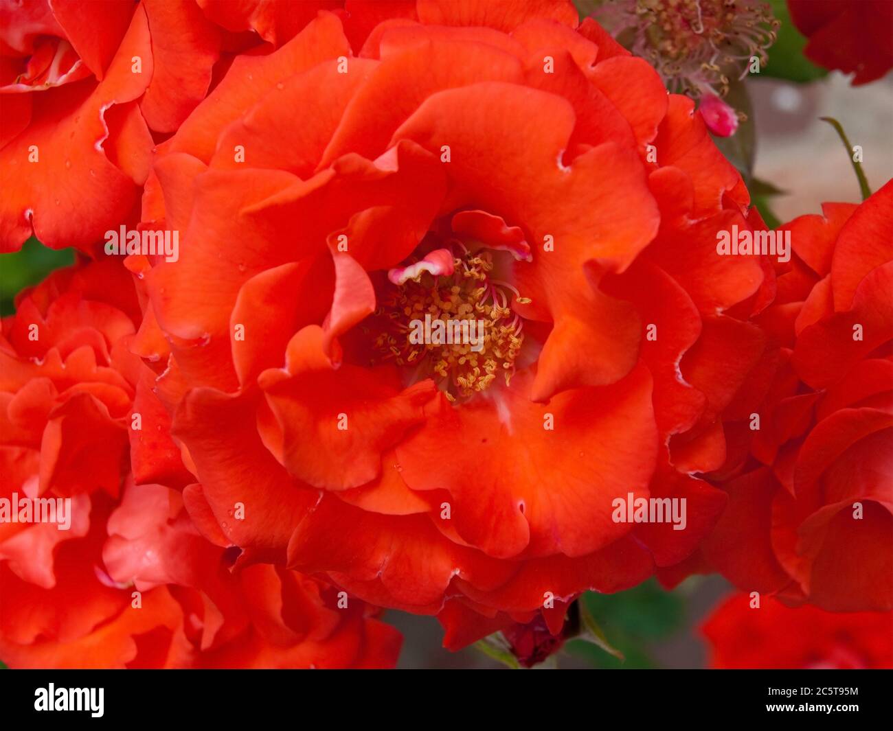 Close-up of the inside of a red rose Stock Photo - Alamy
