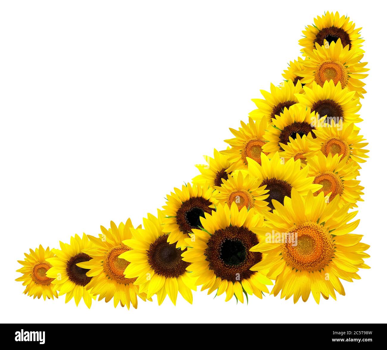 Sunflowers corner element isolated over white for design Stock Photo ...