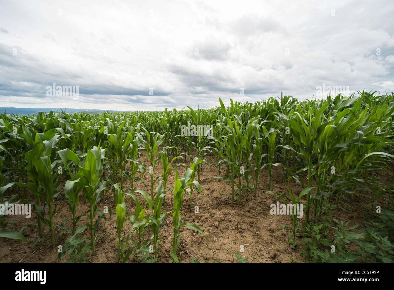 green corn field in europe Stock Photo - Alamy