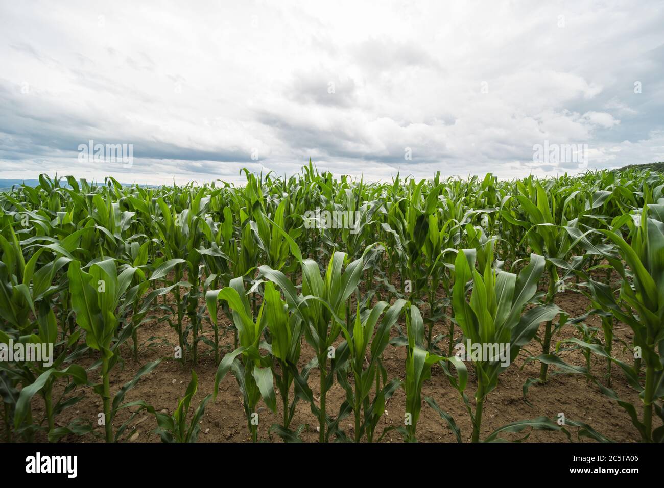 green corn field in europe Stock Photo - Alamy