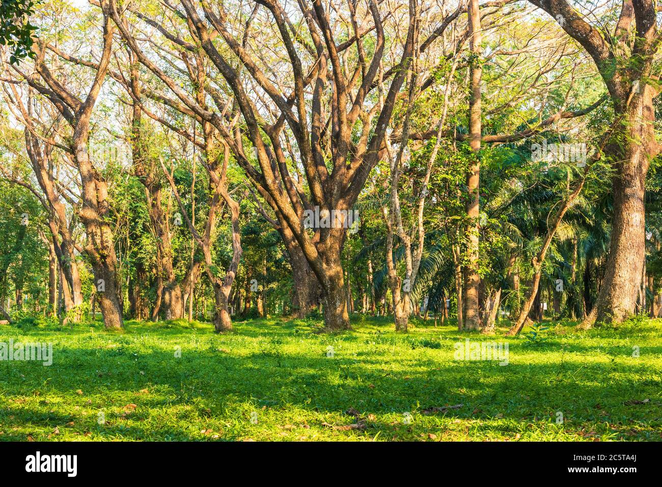 Big tree in the forest with light and shadow. Natural Background ...