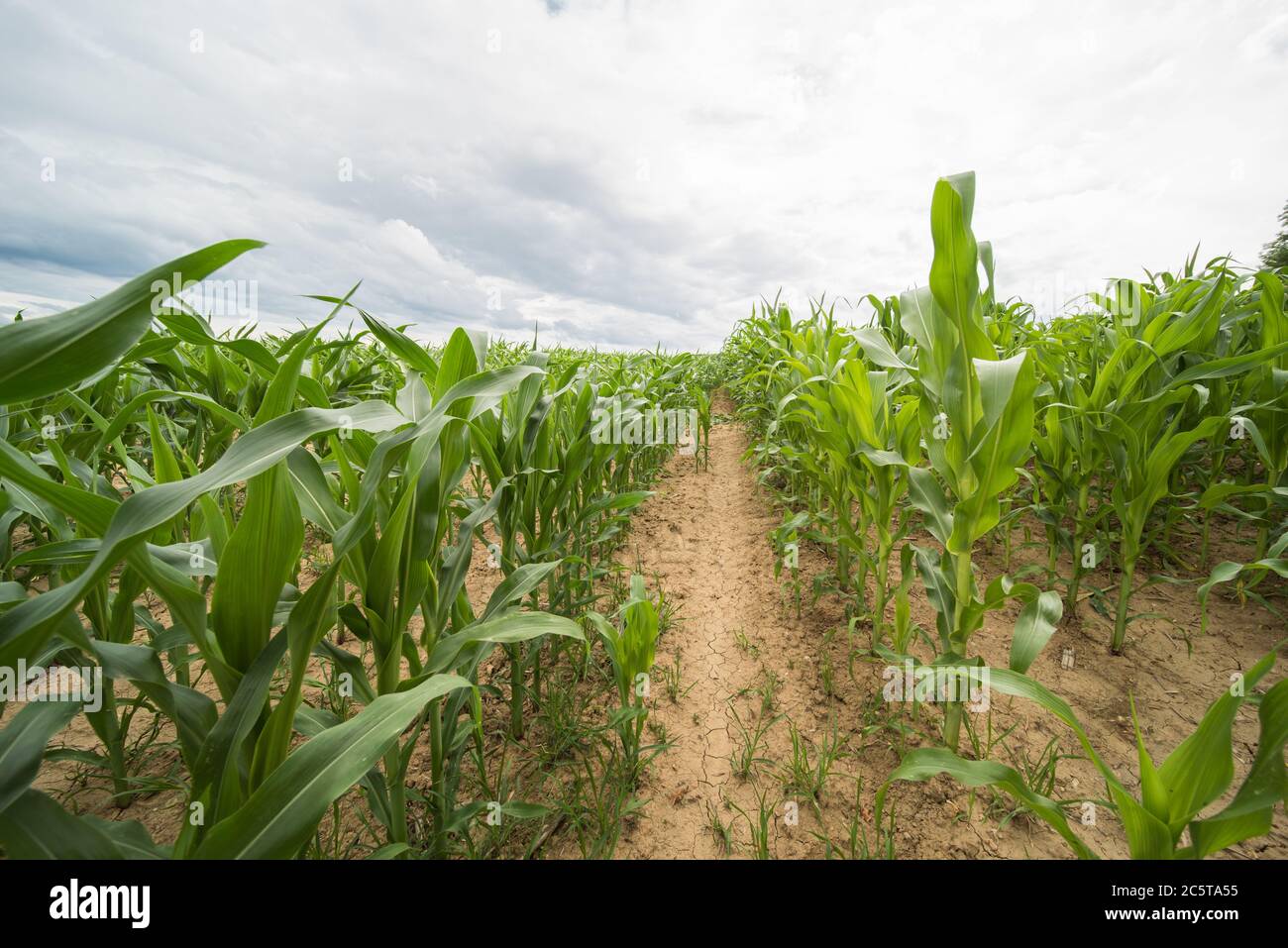green corn field in europe Stock Photo - Alamy