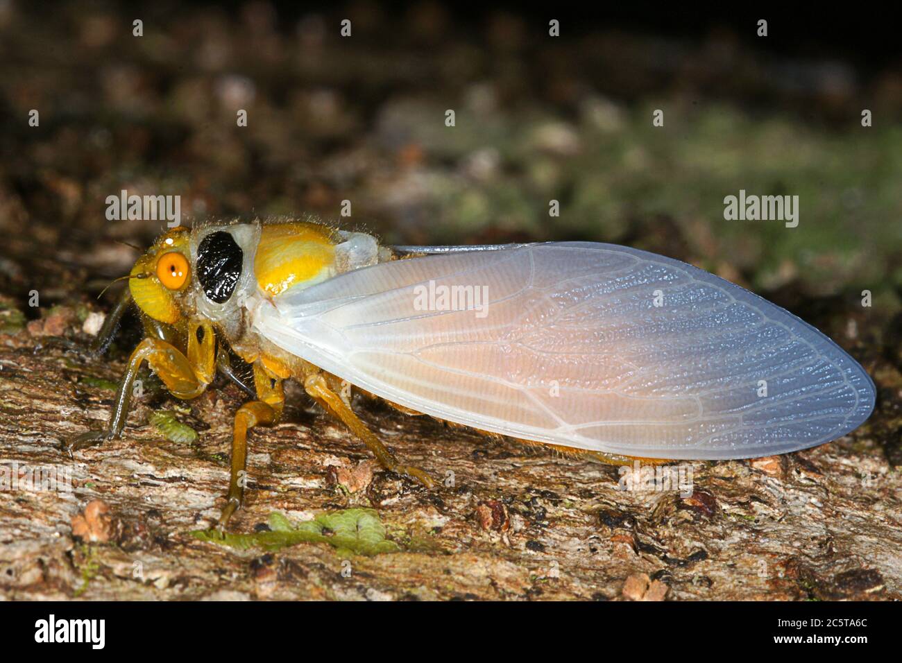 Newly emerged Black-and-Golden Cicada (Huechys fusca), Borneo Stock ...