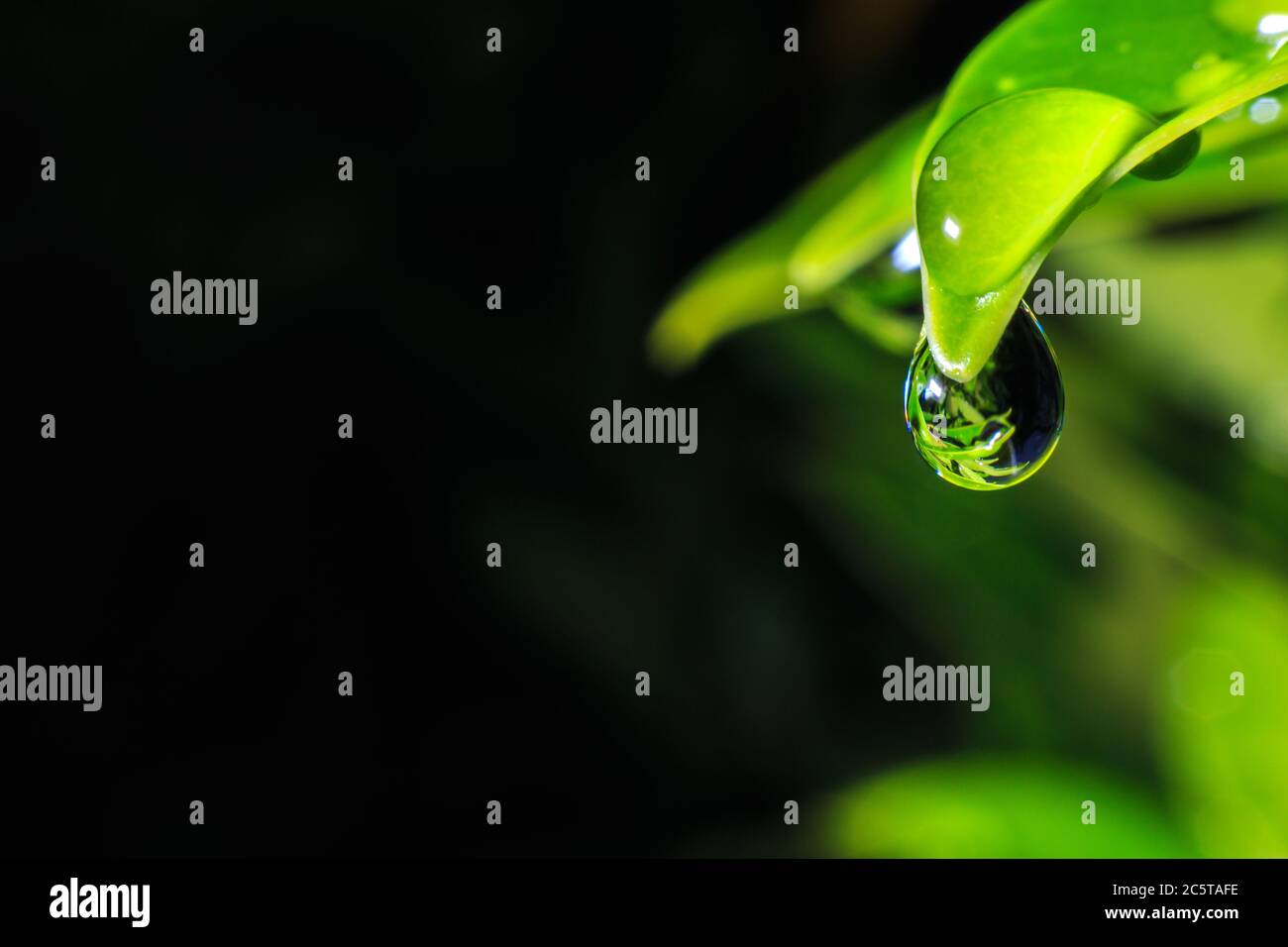 Water drop hanging on leave Stock Photo - Alamy