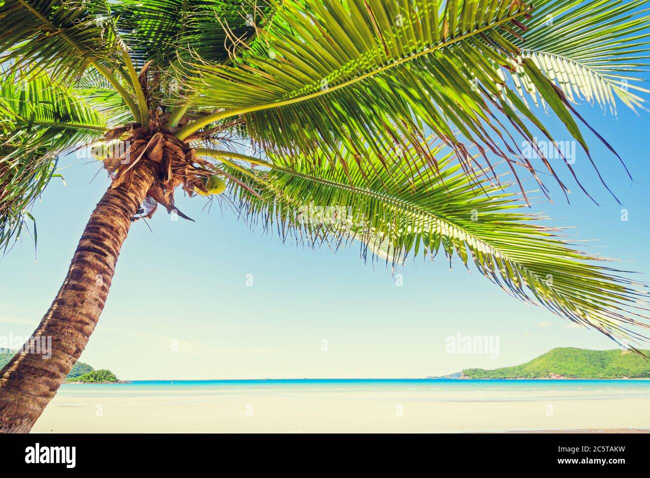 Coconut tree on the beach with blue sky Stock Photo - Alamy