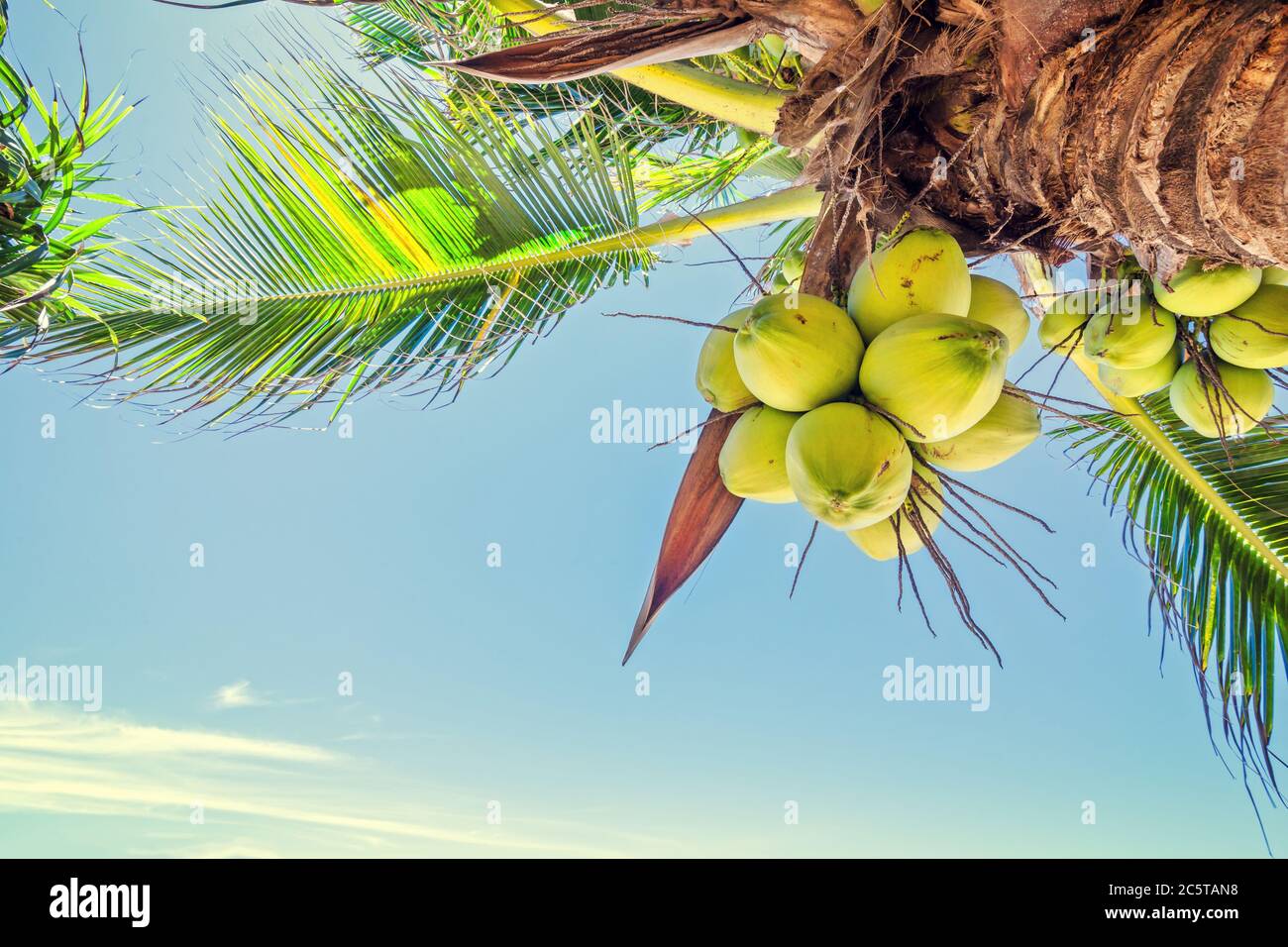 fresh coconut on the tree, coconut cluster on coconut tree Stock Photo ...