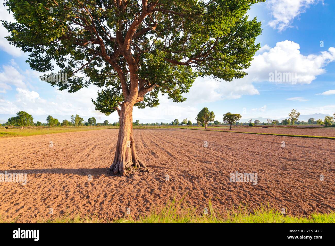Tree in full leaf standing on farm with a Beautiful Blue Sky Stock ...