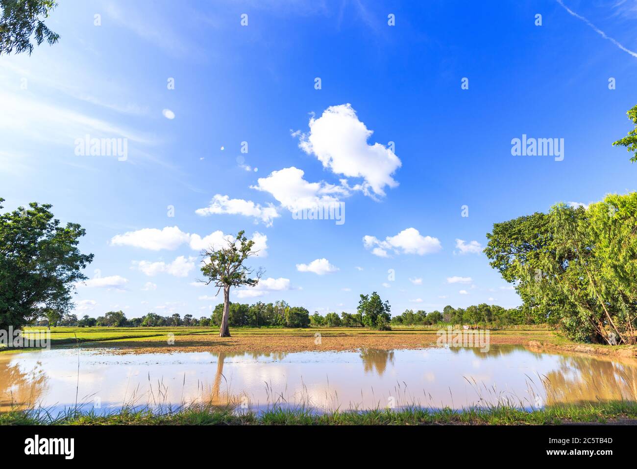 Big tree in little field near water and blue sky with cloud Stock Photo ...