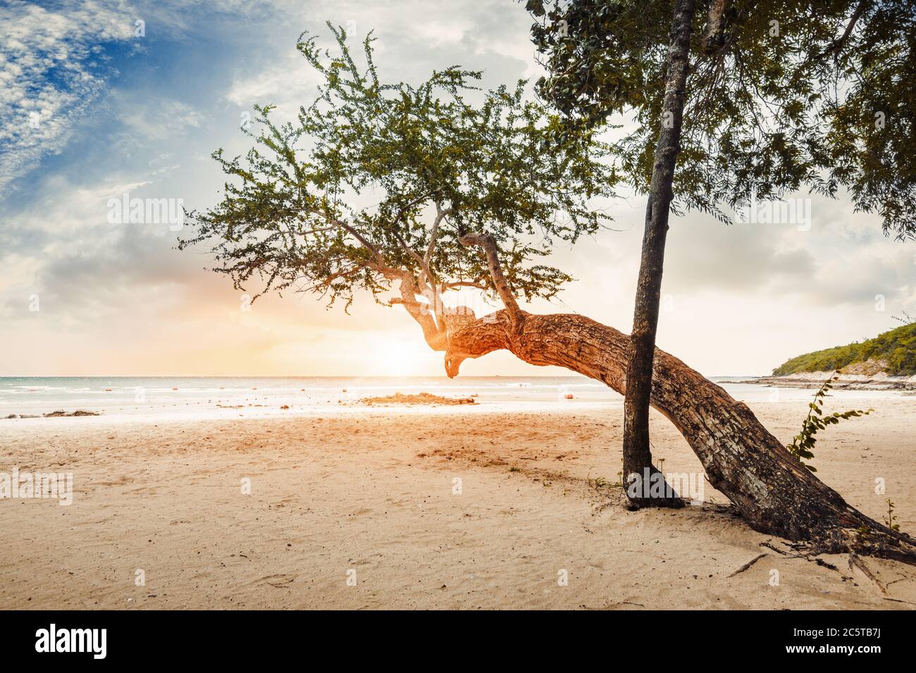 Tree on the beach and sunset Stock Photo - Alamy