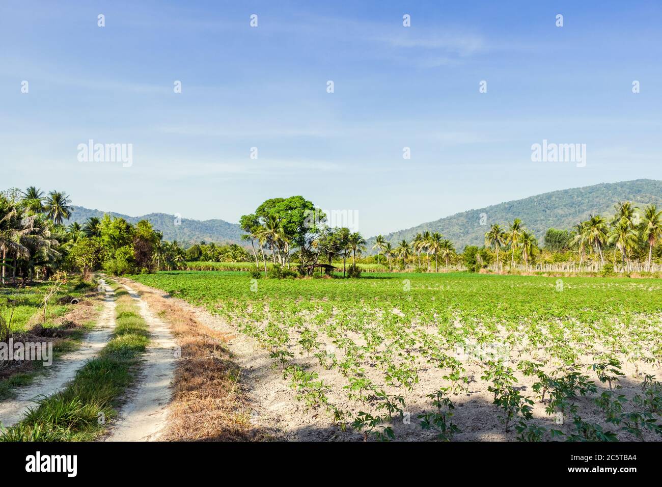 Tapioca farm, potato farm, tapioca plantation, agriculture background ...