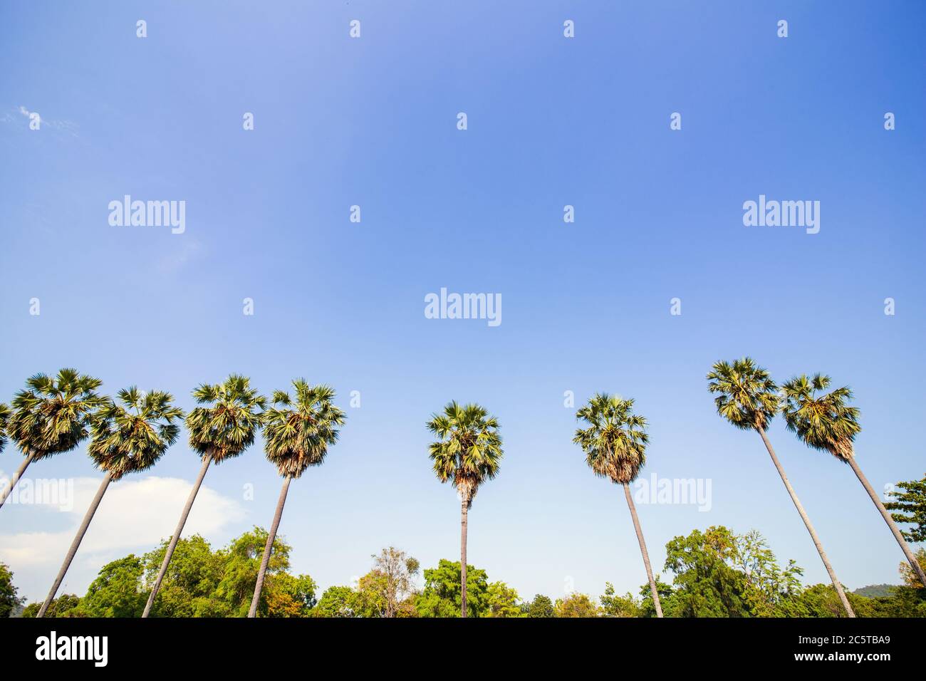 Palm tree and blue sky in the morning Stock Photo - Alamy