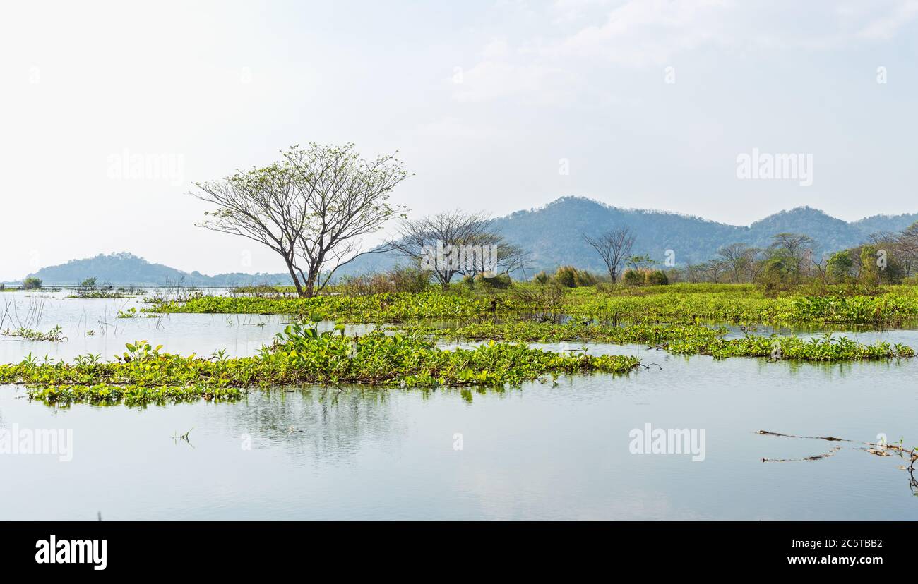 Landscape tree grow in water pond and blue sky with mountain back Stock ...