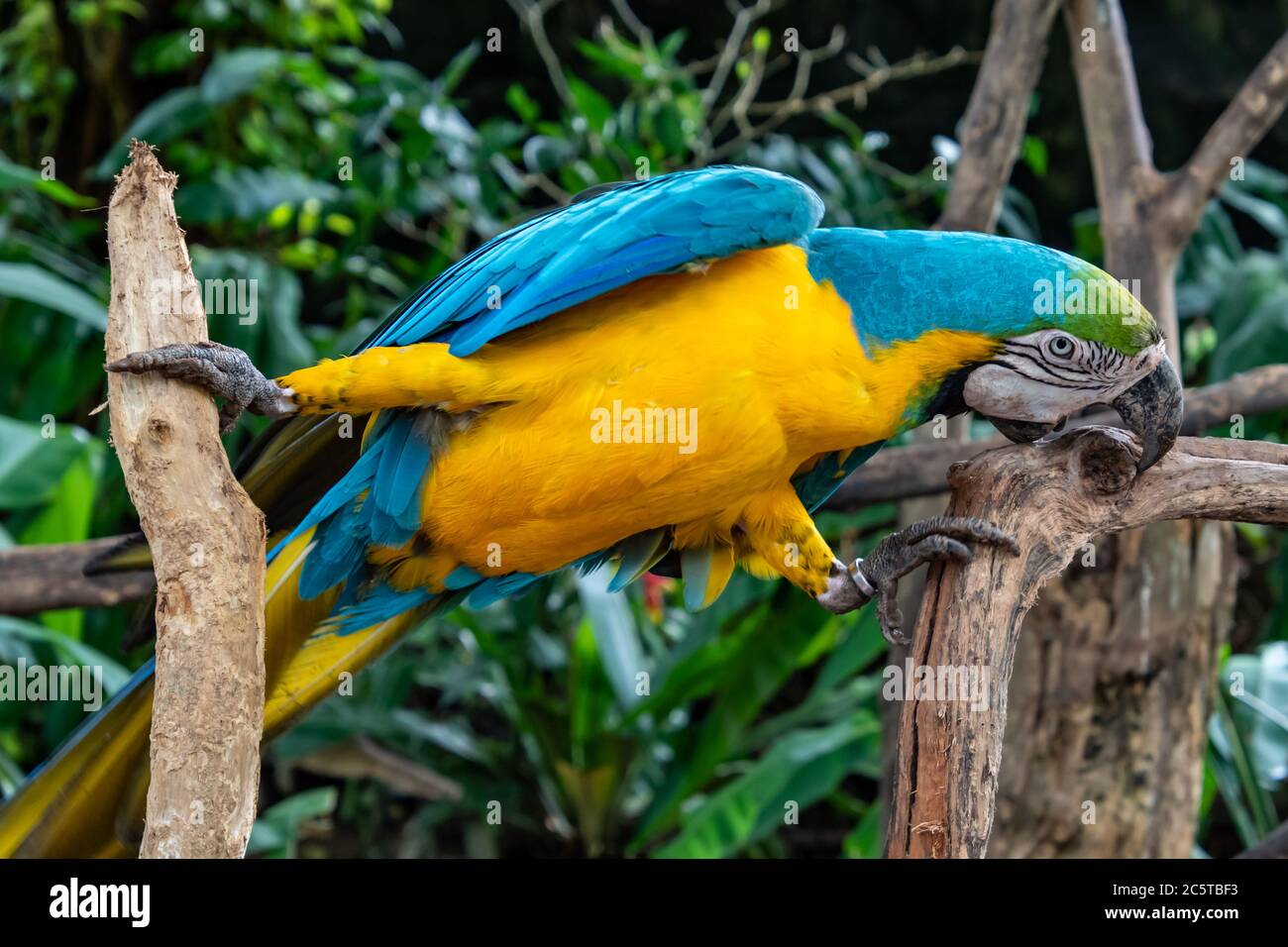 Blue and Gold Macaw in Singapore Stock Photo - Alamy