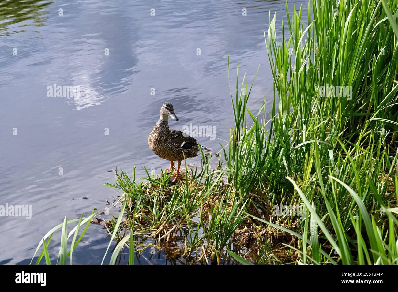 Duck river hi-res stock photography and images - Alamy