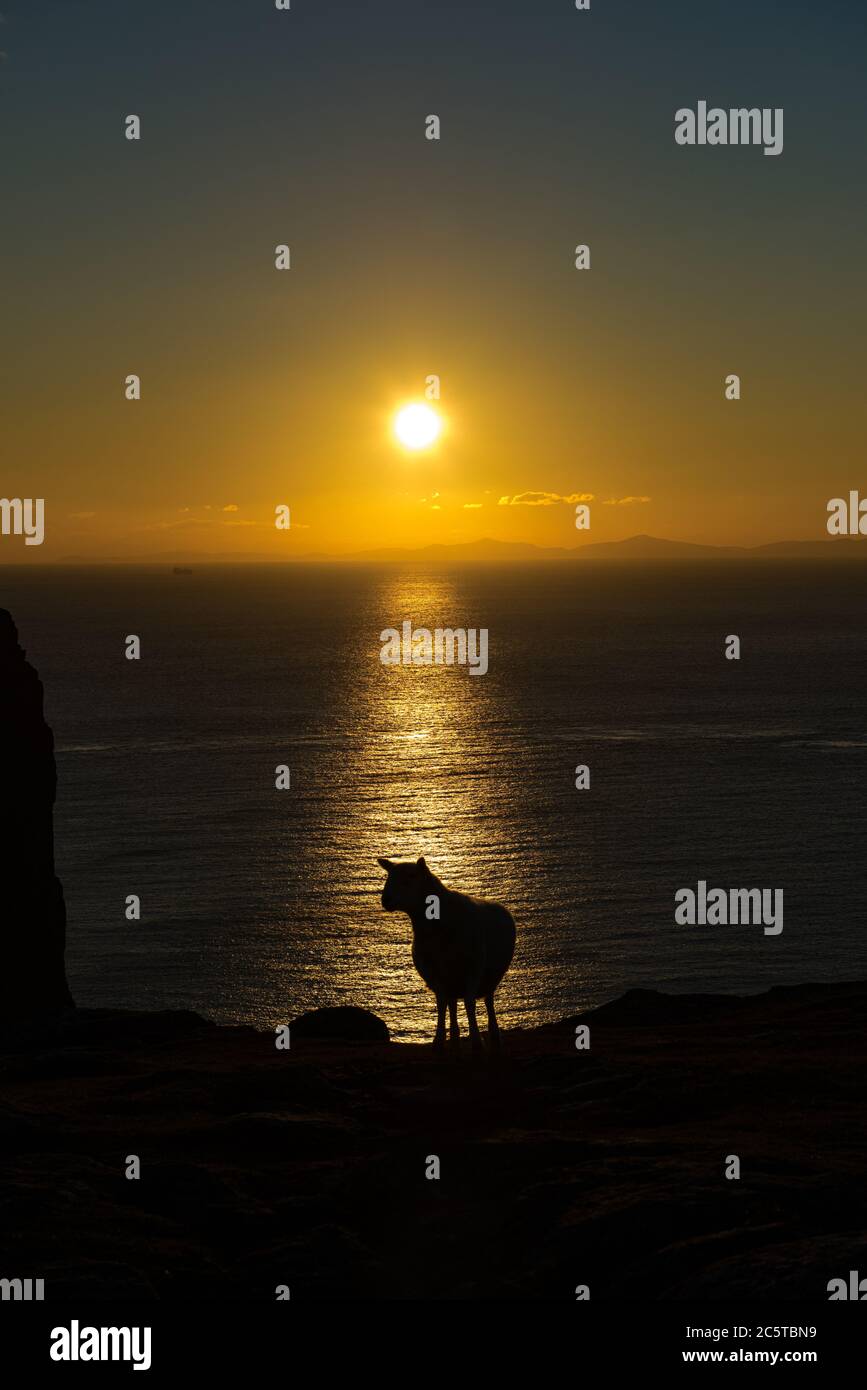 Sheep in Golden Sunset at Neist Point Isle of Skye Stock Photo - Alamy