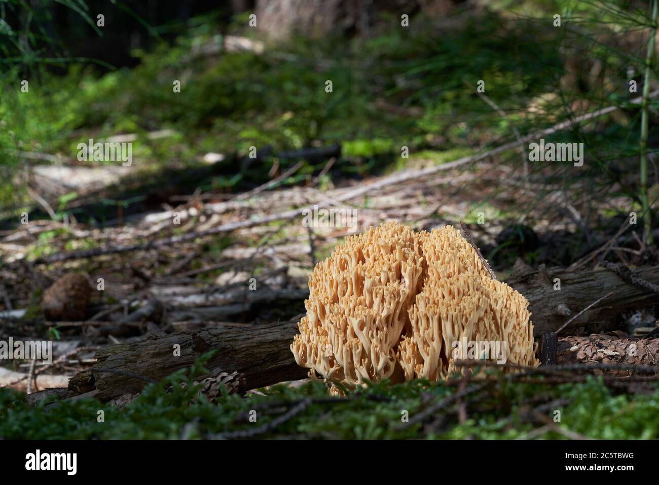 Edible mushroom Ramaria flava growing in the coniferous forest. Yellow ...