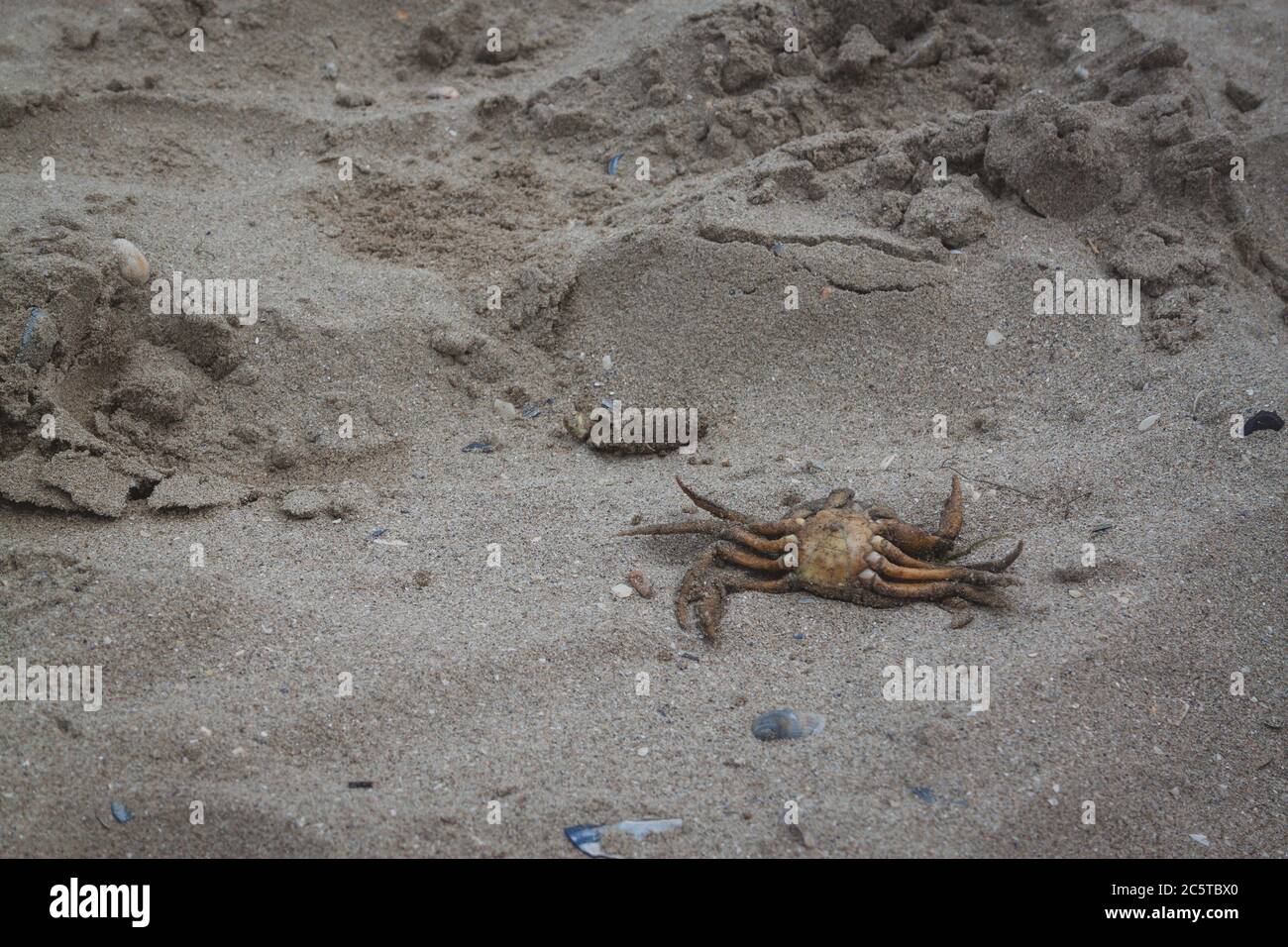 Dead crab on the beach Stock Photo - Alamy