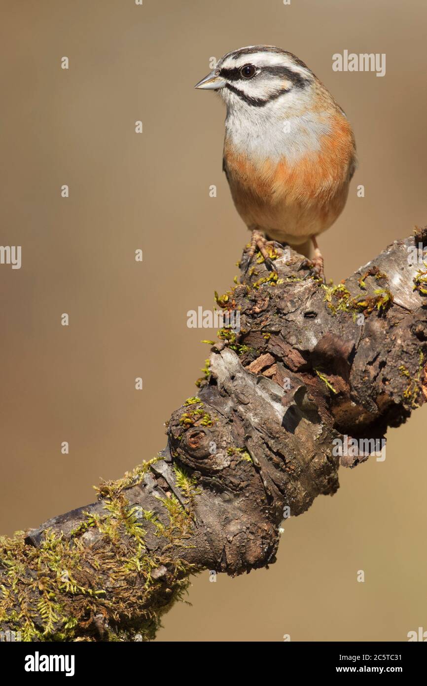 Rock bunting hi-res stock photography and images - Alamy